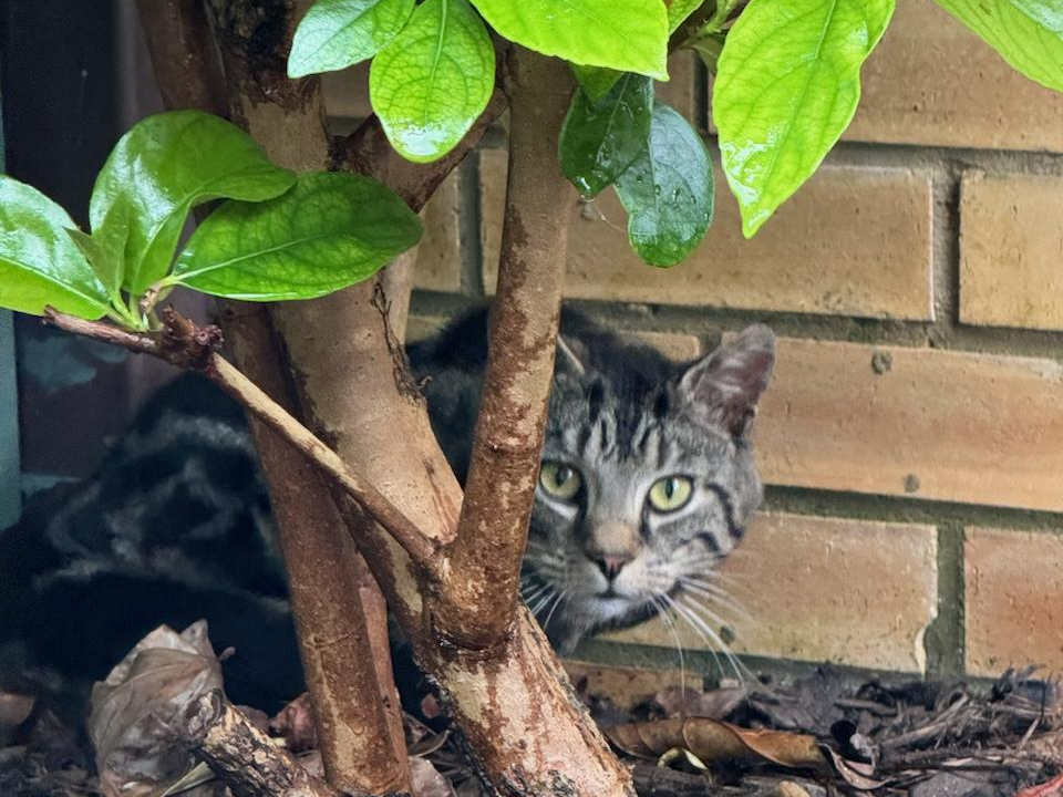 Cats Protection Wellingborough & Rushden Branch