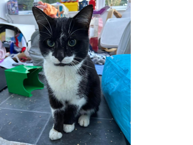 Cats Protection Harrogate & District Branch