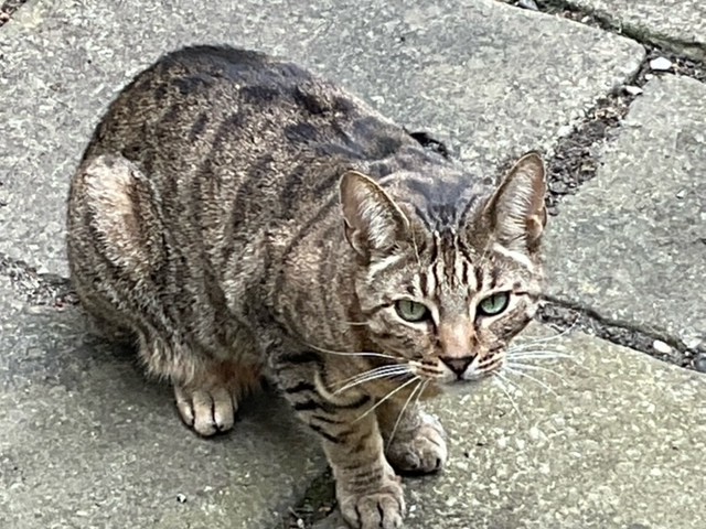 Cats Protection Cambridge Branch