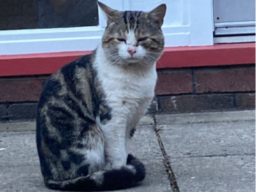 Cats Protection Manchester Branch