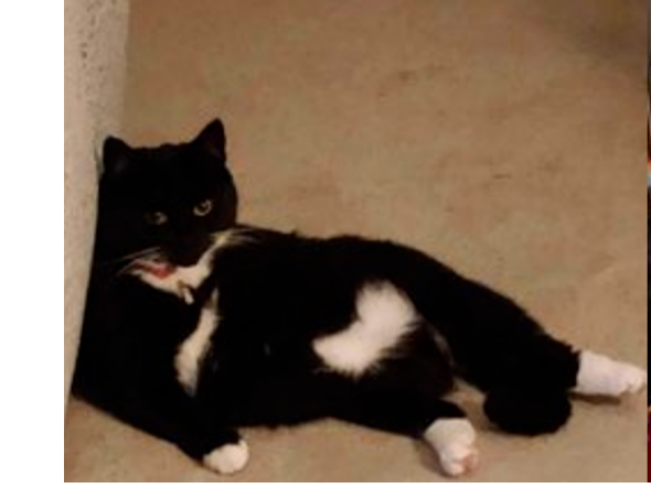 Cats Protection Anglia Coastal Branch