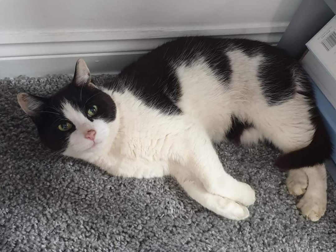 Cats Protection Anglia Coastal Branch