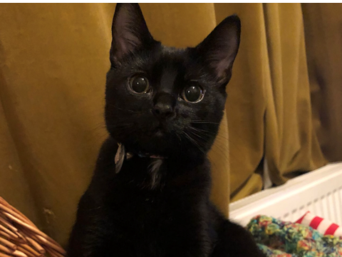 Cats Protection Anglia Coastal Branch