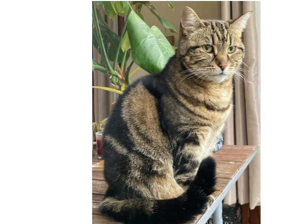 Cats Protection Hemel Hempstead & Berkhamsted