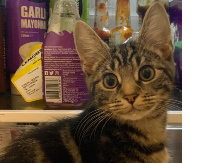 Cats Protection Derby & District Branch