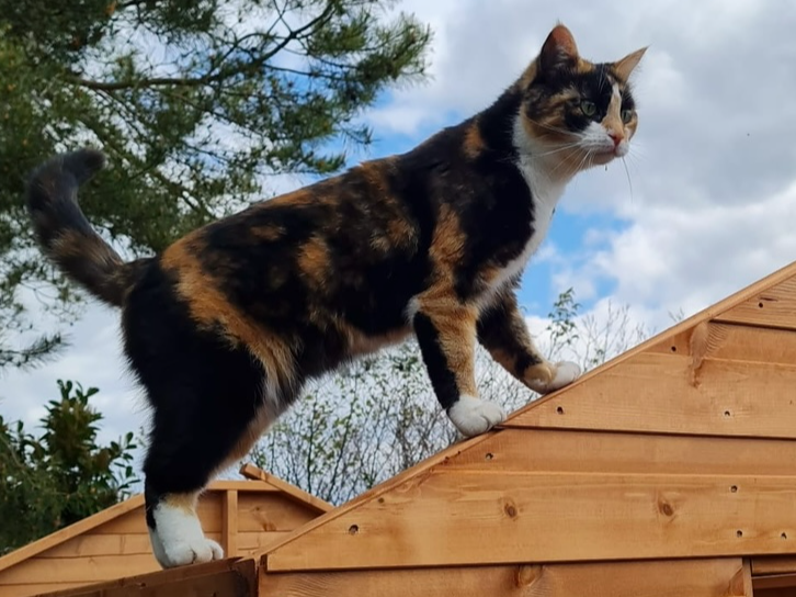 Cats Protection Cambridge Branch