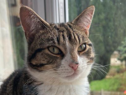 Cats Protection Manchester Branch