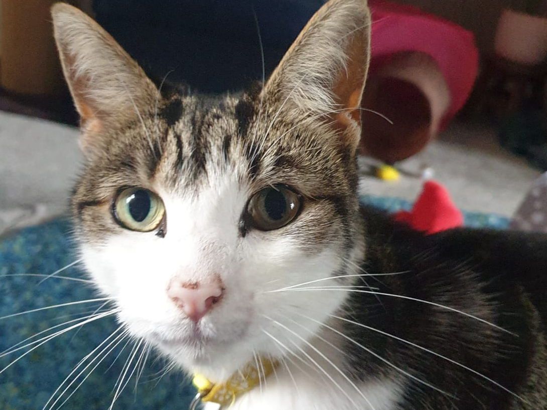 Cats Protection Manchester Branch