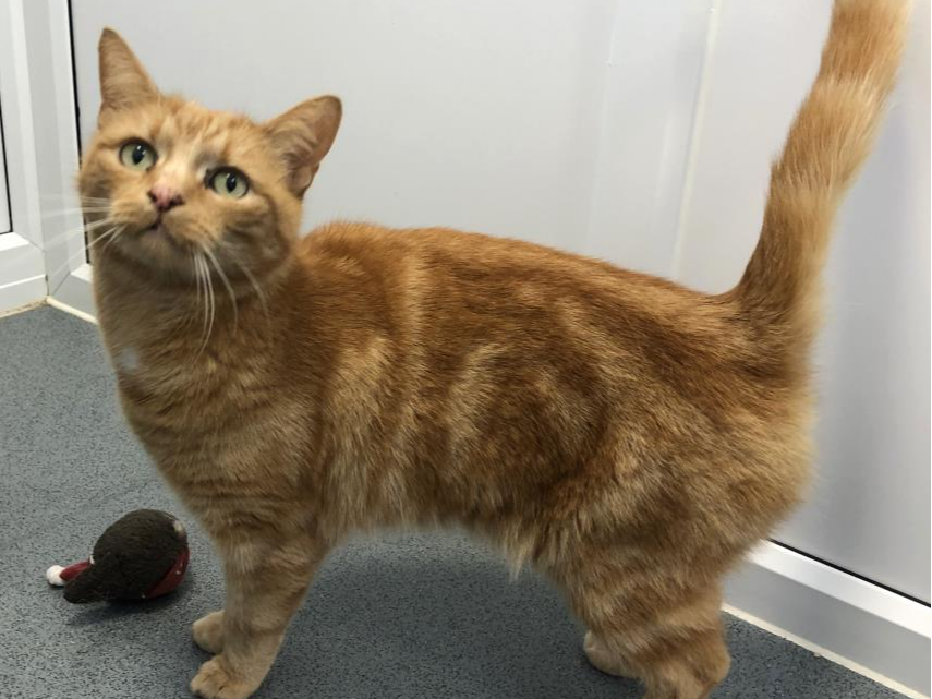 Cats Protection Tyneside Cat Centre