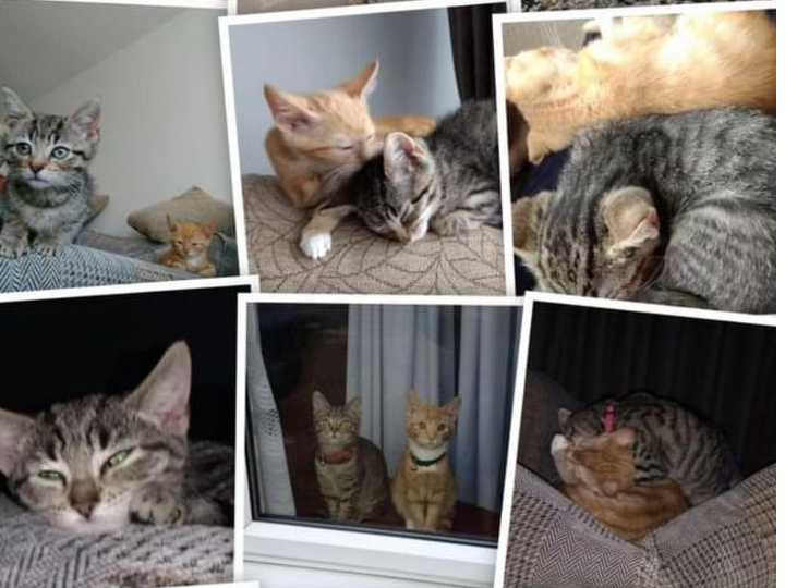 Cats Protection North Hertfordshire Branch