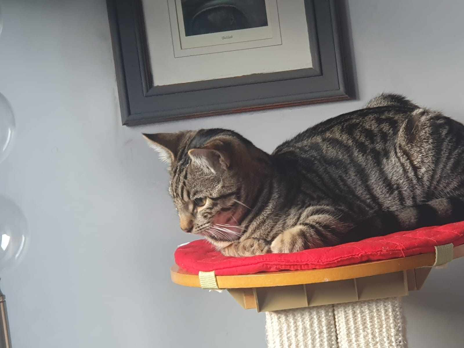 Cats Protection Anglia Coastal Branch