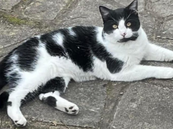 Cats Protection Croydon Branch