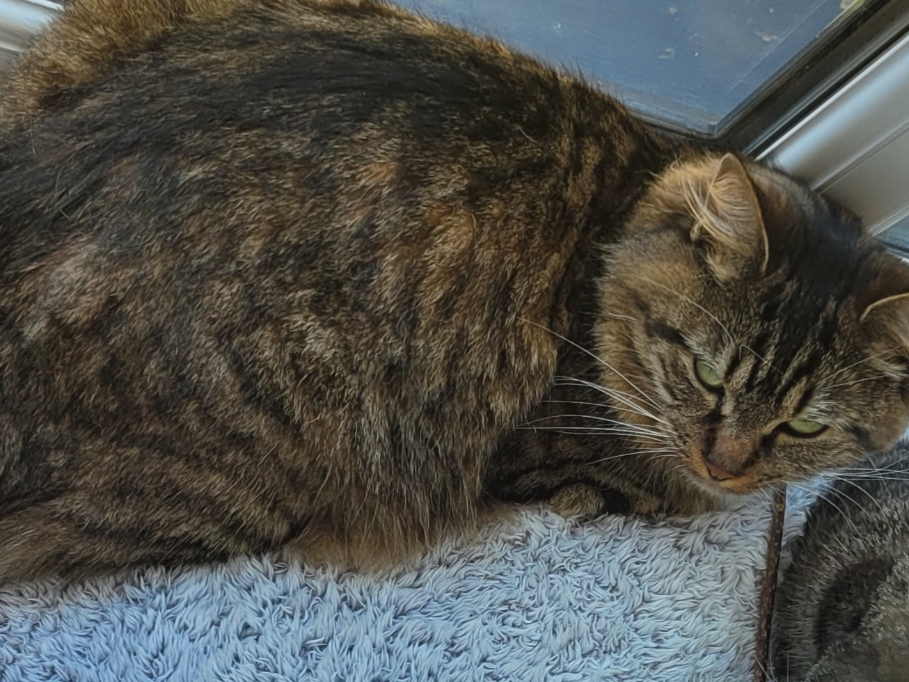 Cats Protection Cambridge Branch