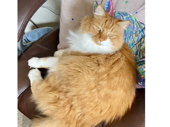 Cats Protection Ely & District Branch
