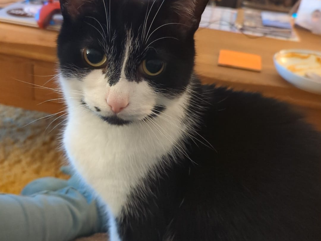 Cats Protection Tyneside Cat Centre