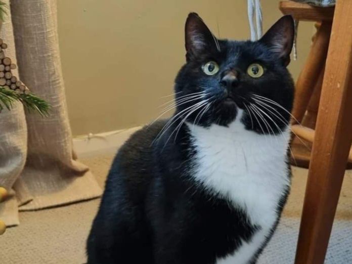 Cats Protection North Hertfordshire Branch