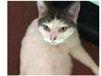 Cats Protection Anglia Coastal Branch