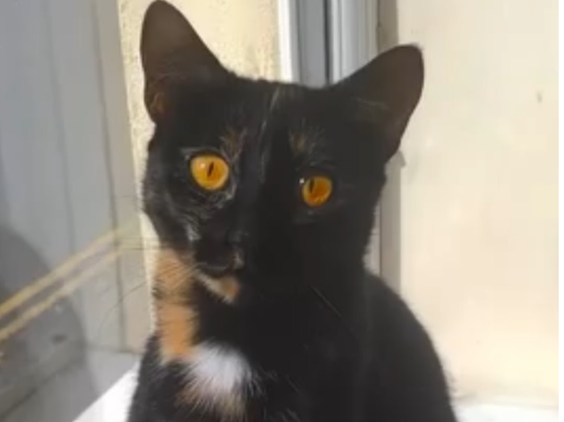 Cats Protection Anglia Coastal Branch