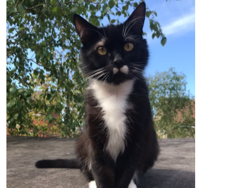Cats Protection Ely & District Branch