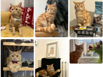 Cats Protection Ely & District Branch