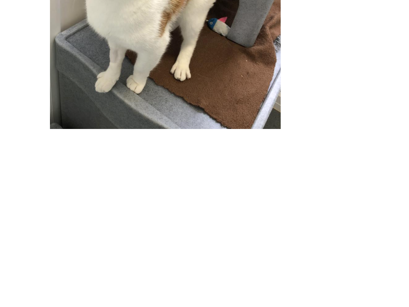 Cats Protection Tyneside Cat Centre