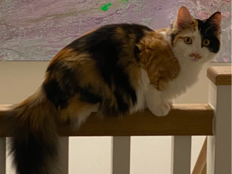 Cats Protection Wellingborough & Rushden Branch