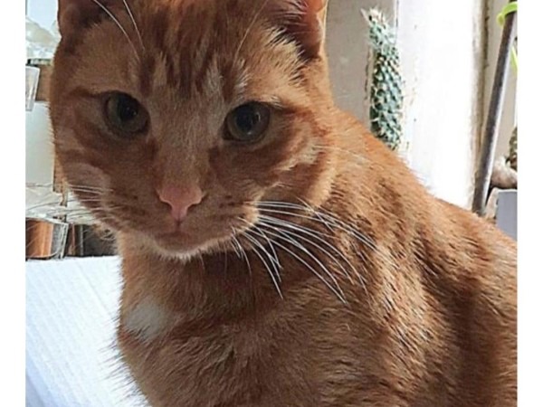 Cats Protection Harrogate & District Branch