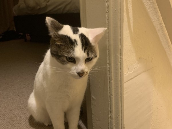 Cats Protection Harrogate & District Branch