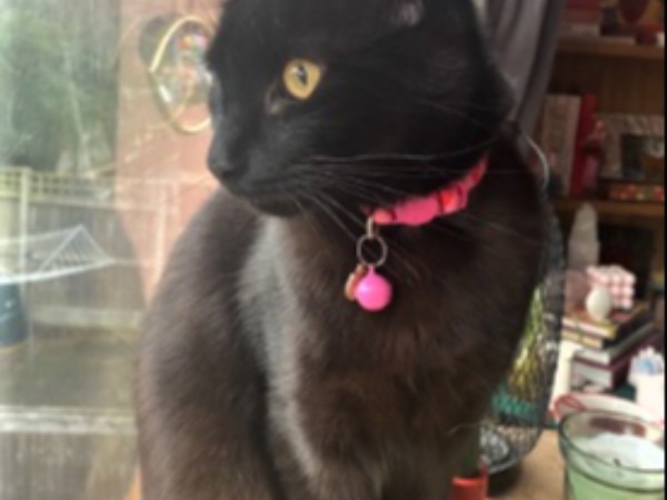 Cats Protection Croydon Branch