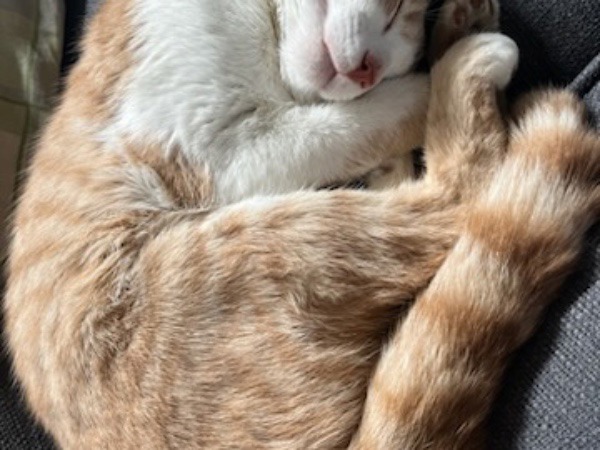 Cats Protection Harrogate & District Branch