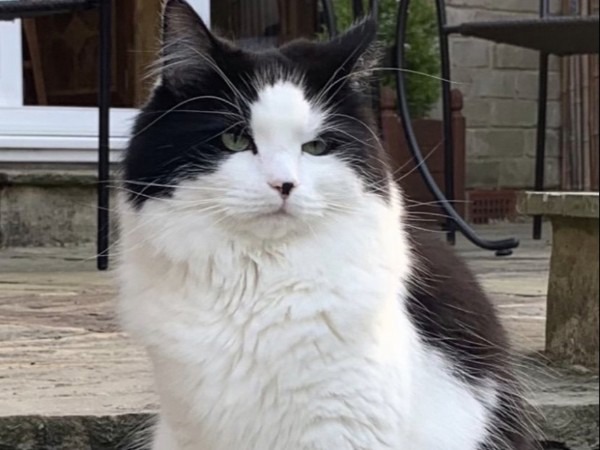 Cats Protection Harrogate & District Branch