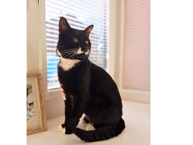 Cats Protection Derby & District Branch