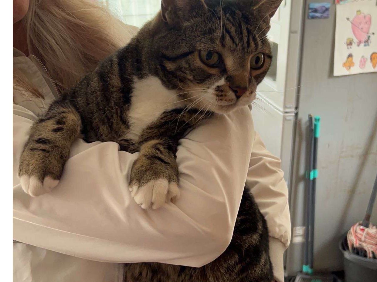 Cats Protection Tyneside Adoption Centre