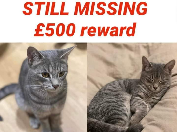 Cats Protection Tyneside Cat Centre