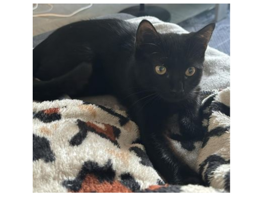 Cats Protection Hemel Hempstead & Berkhamsted