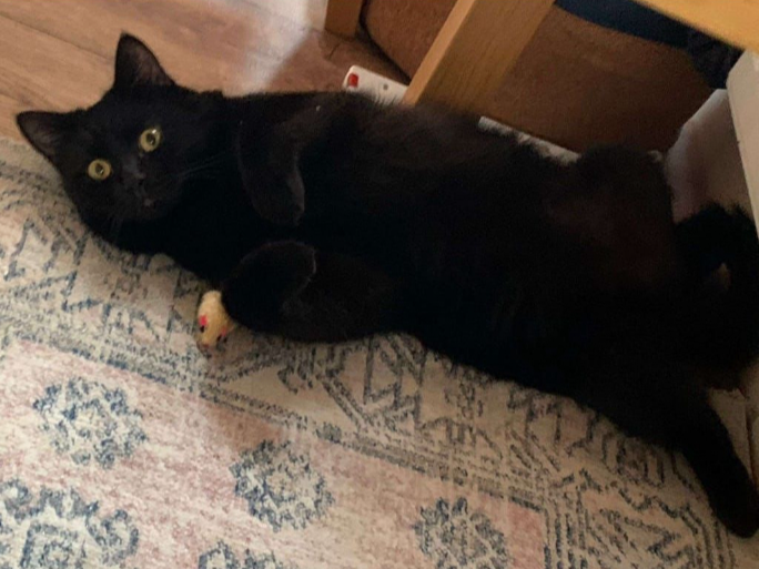 Cats Protection Cambridge Branch