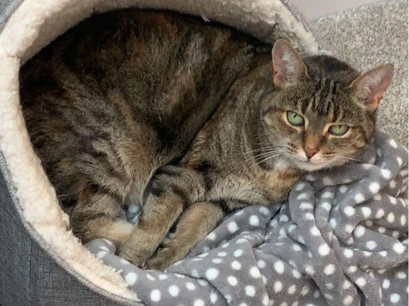 Cats Protection Epsom, Ewell & District Branch