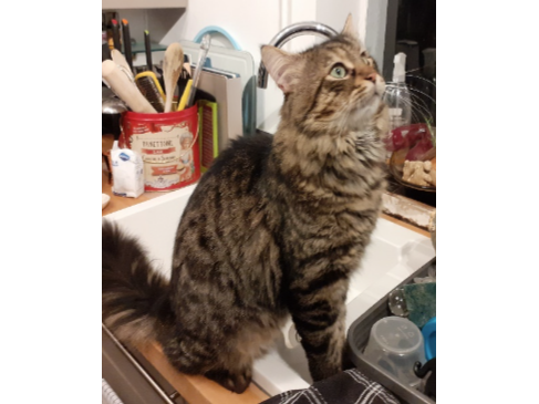 Cats Protection Bromley Branch