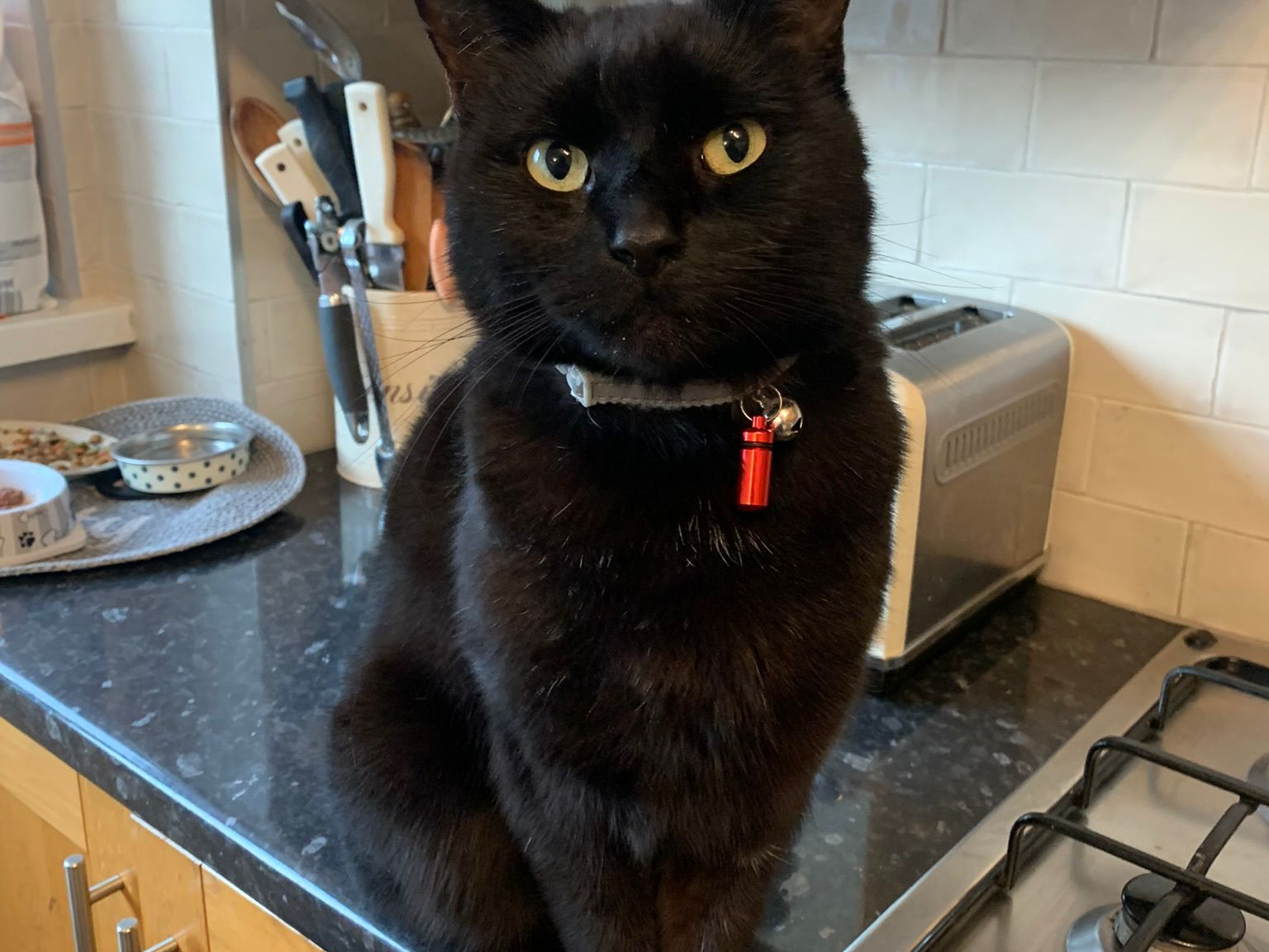 Cats Protection Tyneside Cat Centre