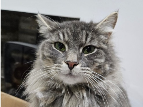 Cats Protection Manchester Branch