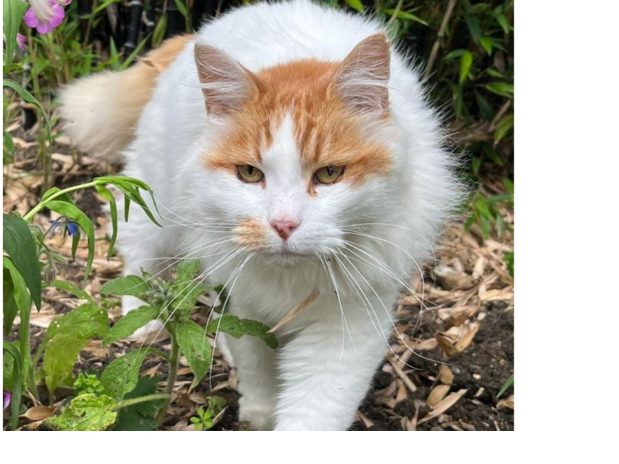 Cats Protection Hemel Hempstead & Berkhamsted