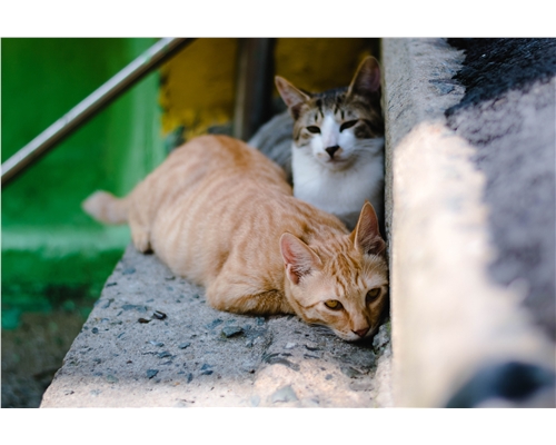 Adopt a cat FAQs | Cats Protection