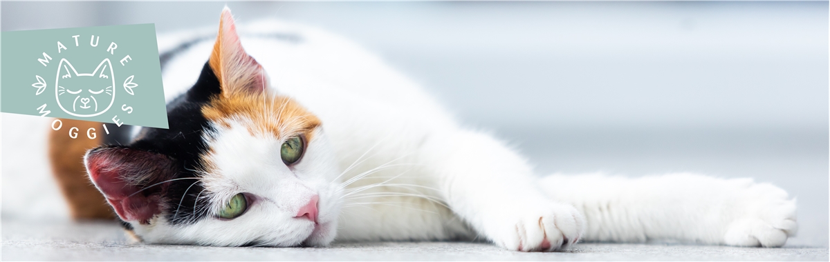 Welcome to Cats Protection