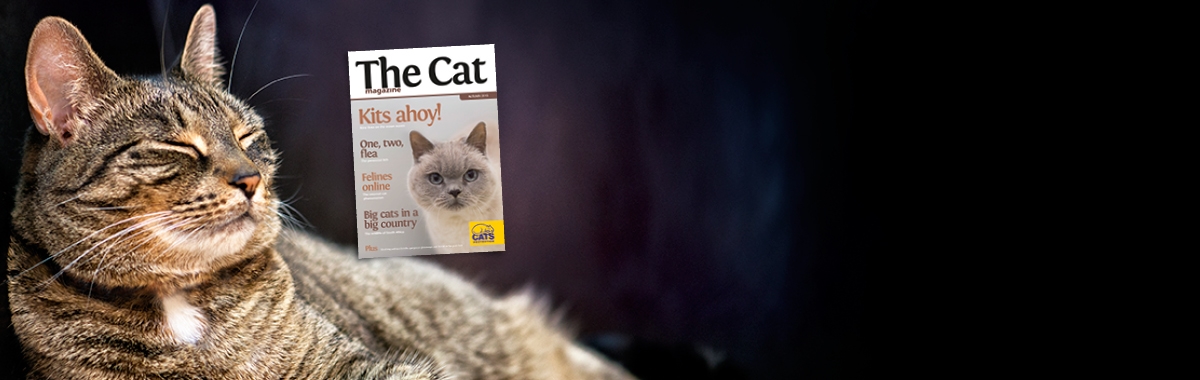 Cats Protection - UK’s Largest Feline Welfare Charity
