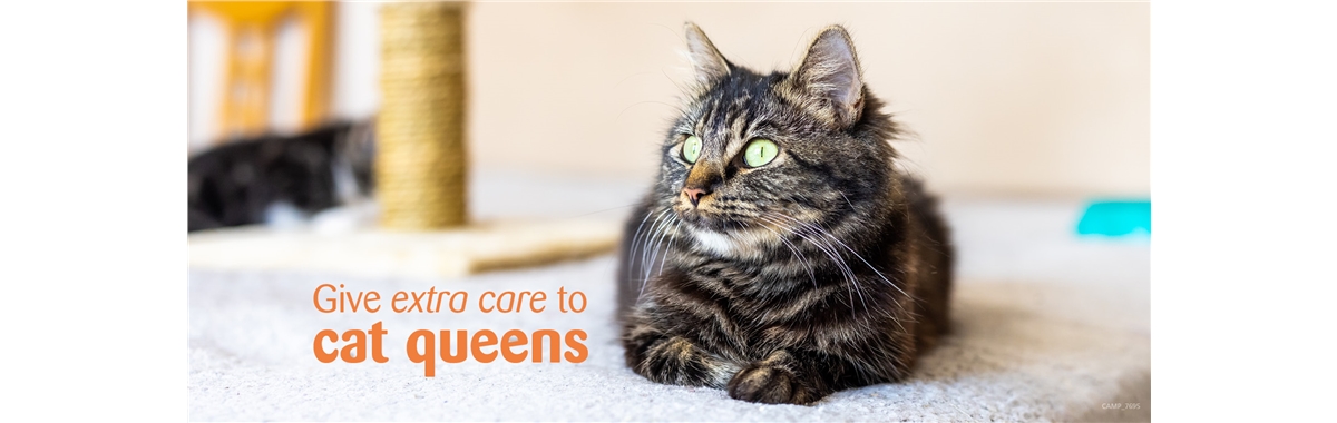 Welcome to Cats Protection