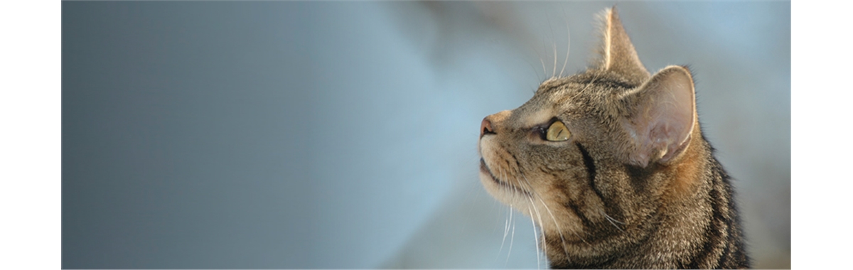 Welcome to Cats Protection