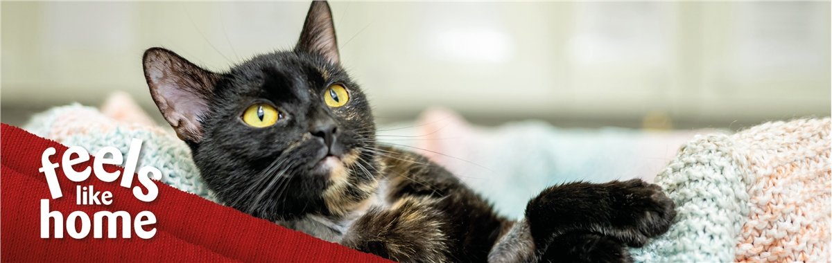 Welcome to Farnham, Camberley & Districts Cats Protection