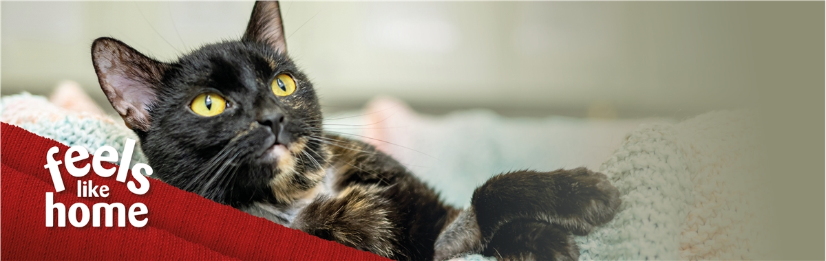 Welcome to Cats Protection