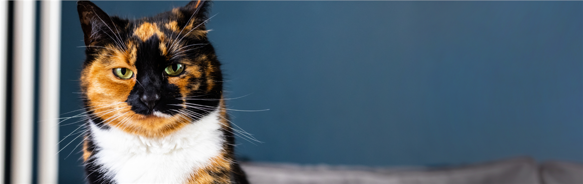 Welcome to Cats Protection