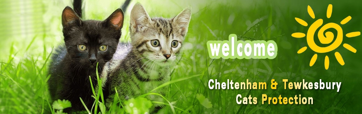 Welcome to Cheltenham Cats Protection